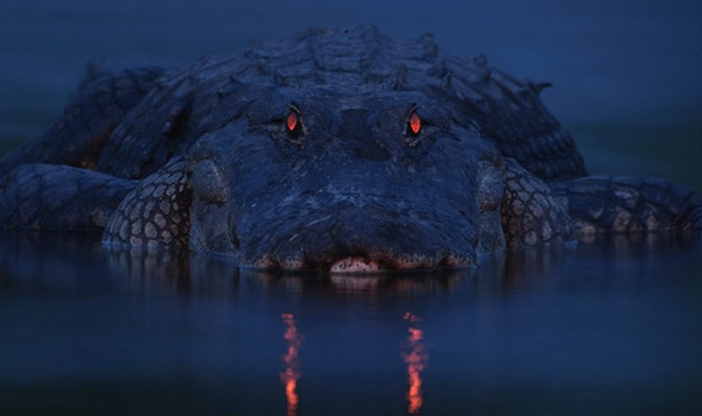 Two-Toed Tom – The Demon Gator – Dark Tales