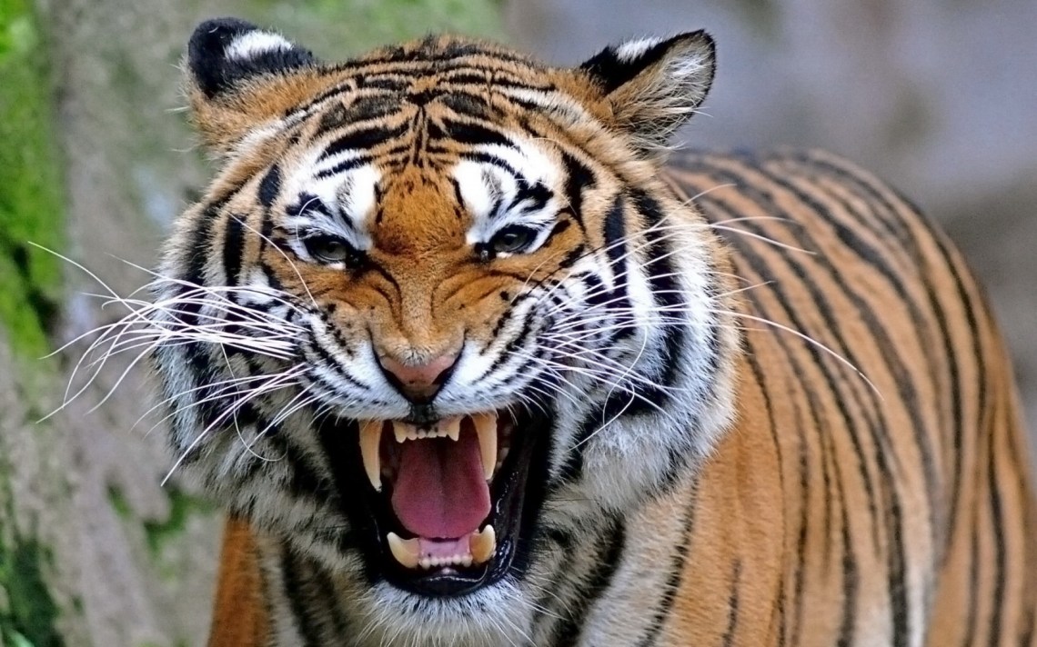 The Champawat Tiger – Dark Tales