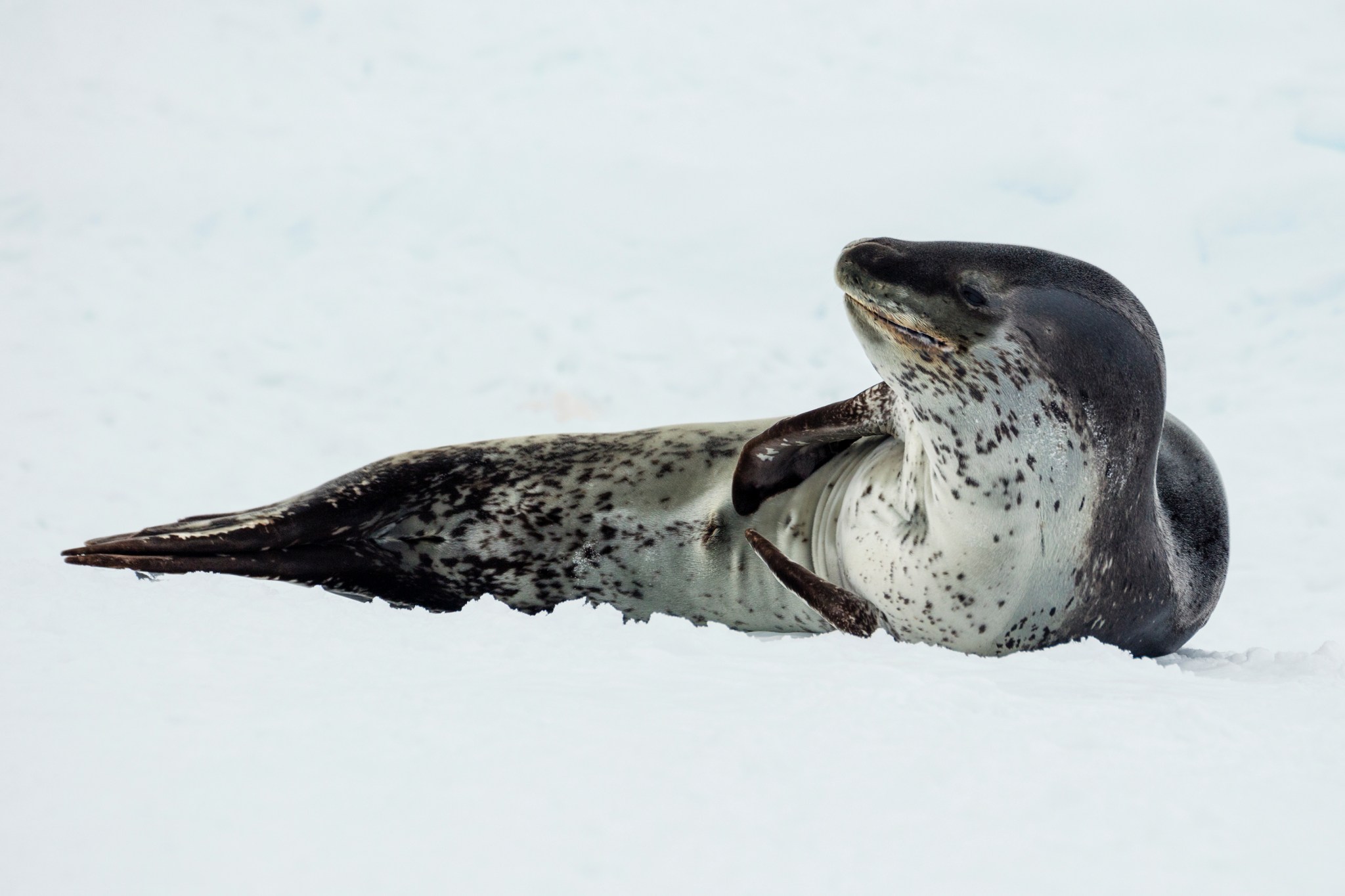 2003 Fatal Leopard Seal Attack – Dark Tales