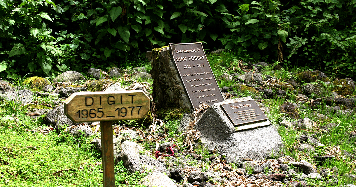 The Murder of Dian Fossey – Dark Tales