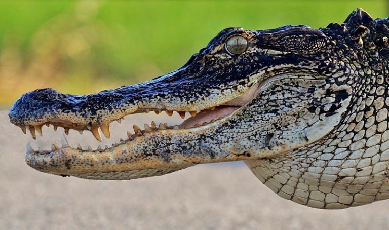 Two-Toed Tom – The Demon Gator – Dark Tales